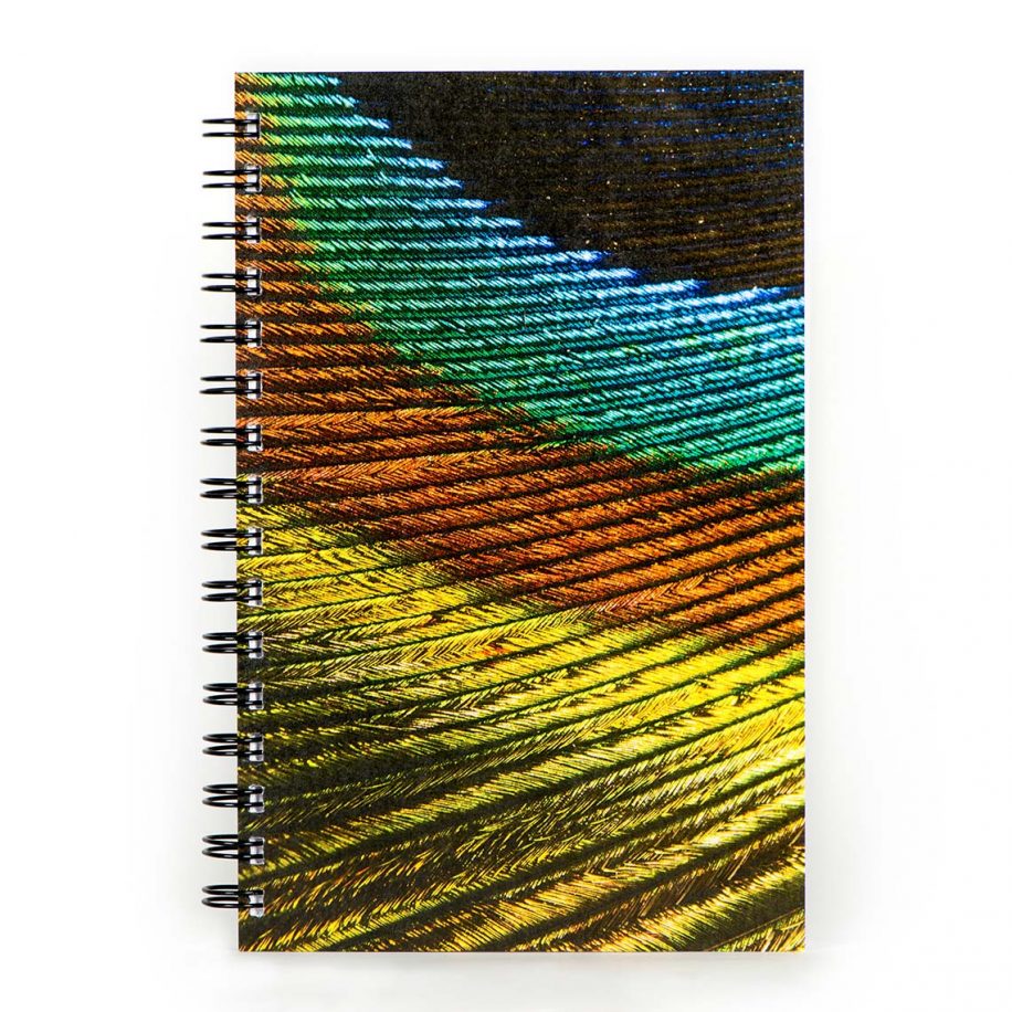 Peacock Feather – Notebook – CLP Design Studio